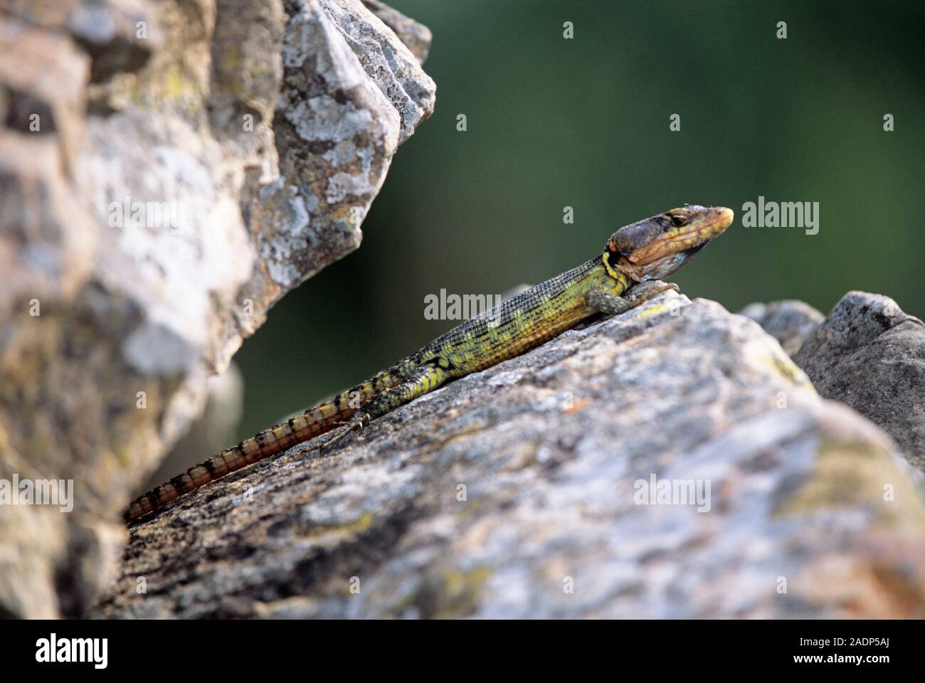 Drakensberg crag lizard (Pseudocordylus melanotus). Photographed in ...