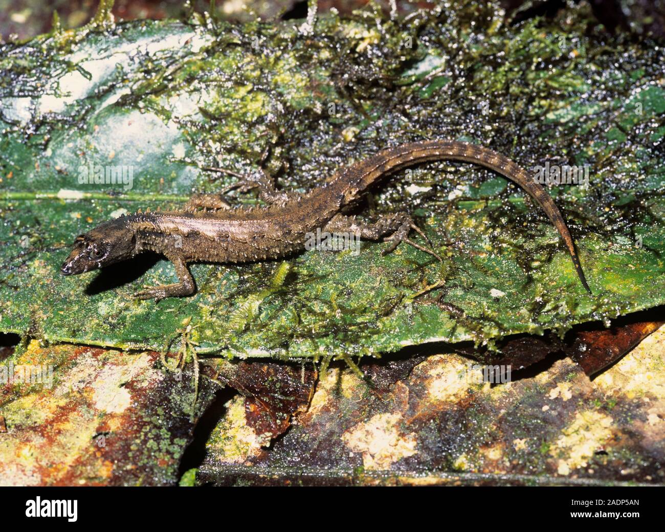 Lizard (Echinosaura horrida) on a leaf. This semi- aquatic lizard is ...