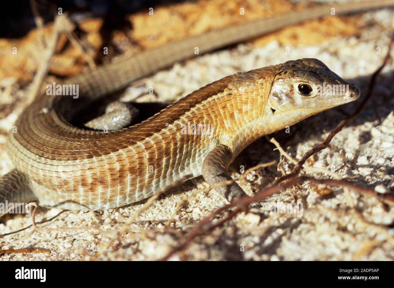 Skink lizard (family Scincidae) in the Tsimanampetsotsa national park ...