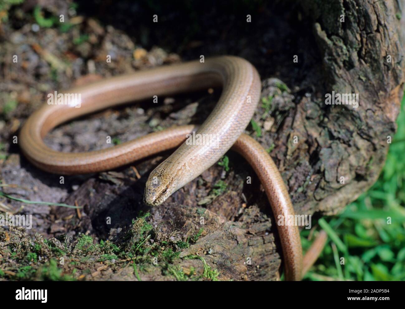 Slow worm (Anguis fragilis) basking on a tree. The slow worm is not a ...
