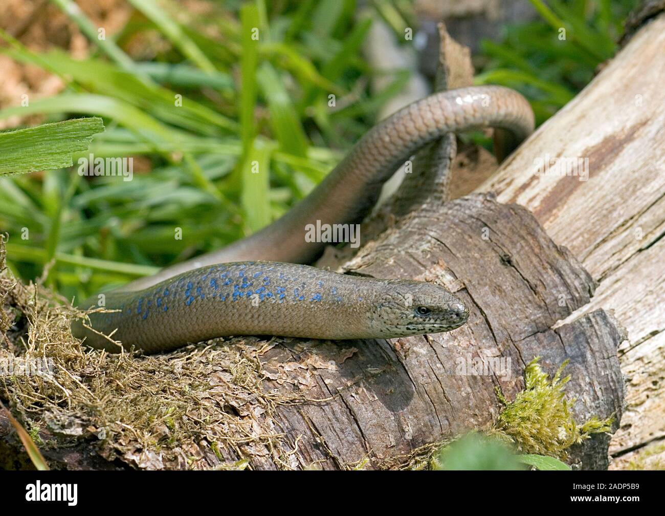 Adult slow worm (Anguis fragilis) on a log. The slow worm is not a worm ...