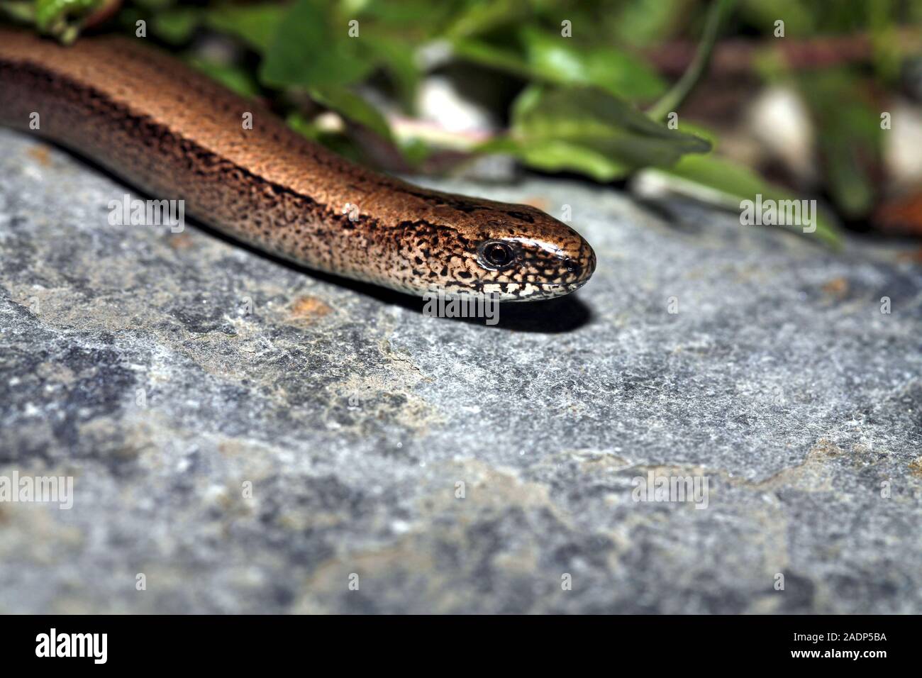 Slow worm (Anguis fragilis). This is a species of legless lizard ...