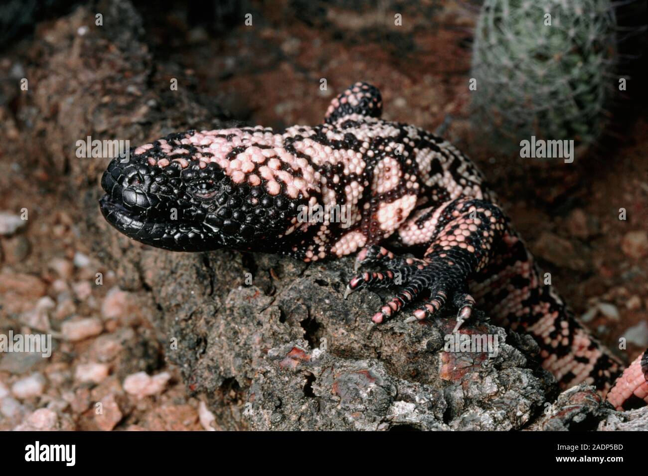 A Gila Monster (Heloderma suspectum). This is one of the two lizard ...