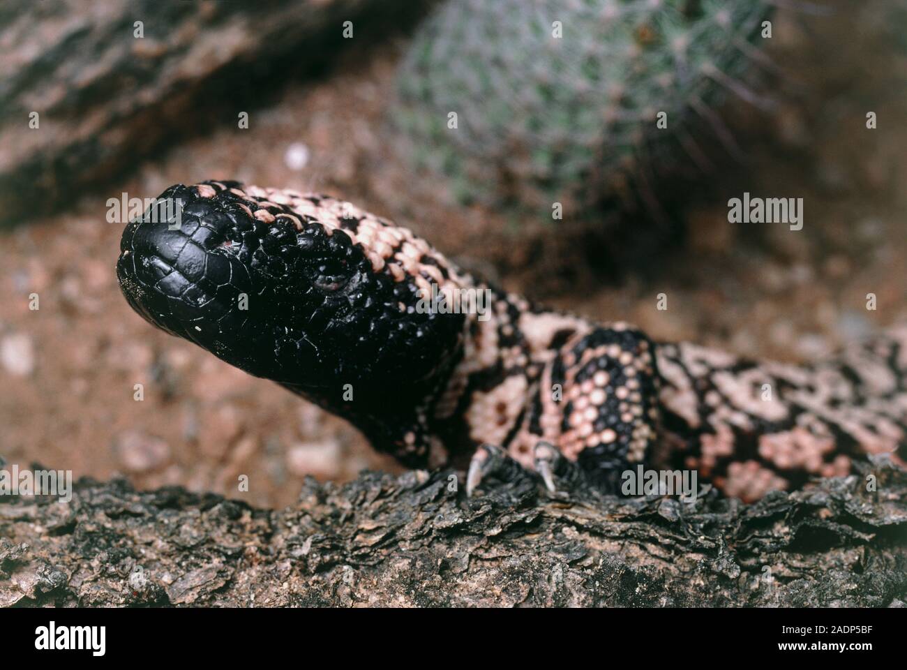A Gila Monster (Heloderma suspectum). This is one of the two lizard ...