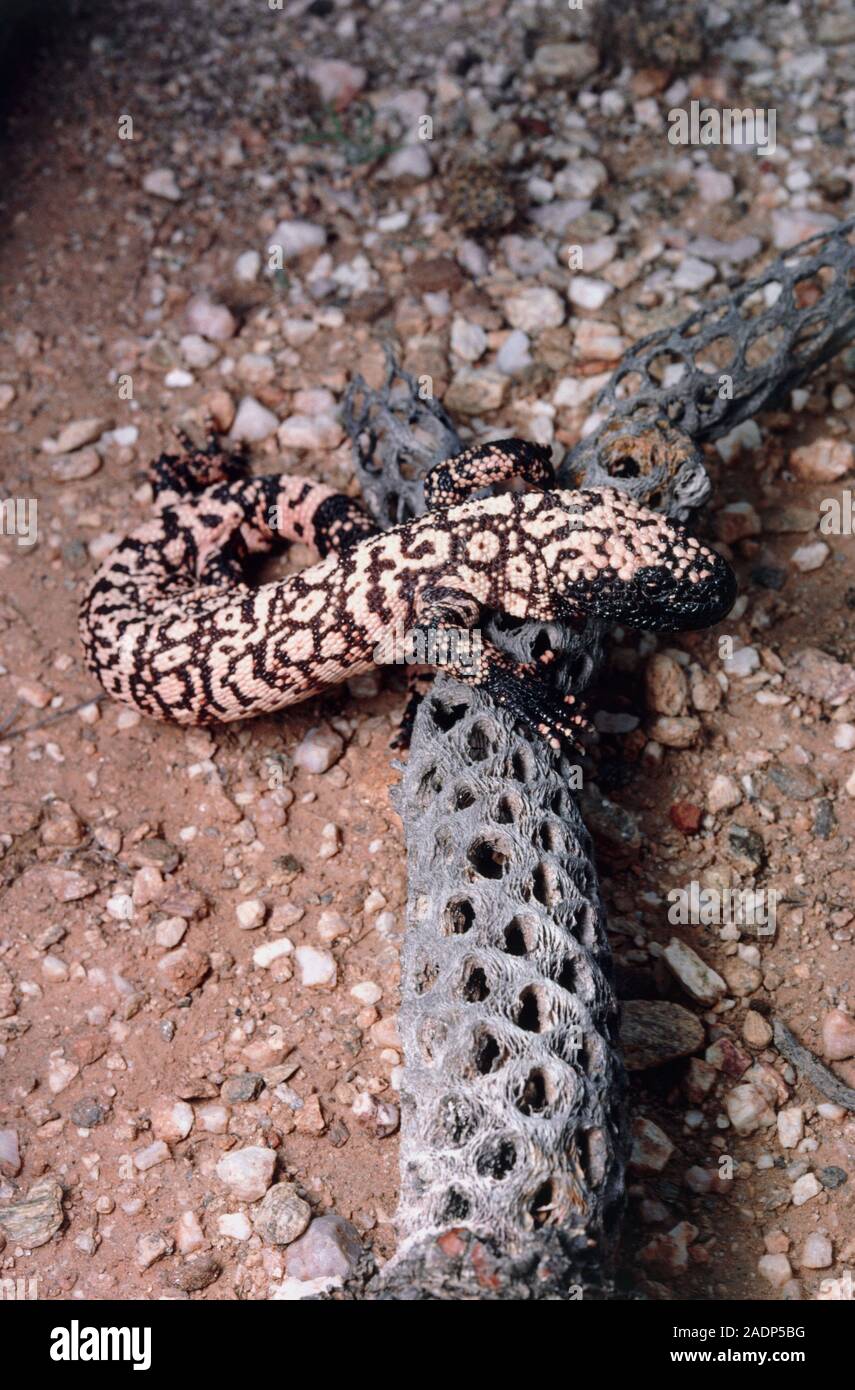 A Gila Monster (Heloderma suspectum). This is one of the two lizard ...