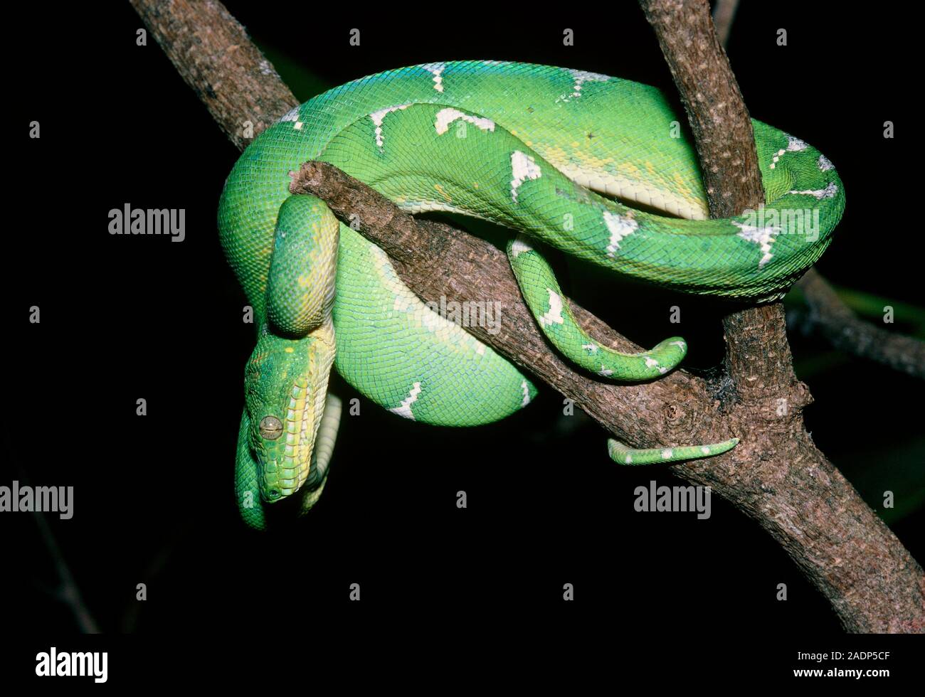 Emerald tree boa, Corallus caninus, found in the Amazon basin; this ...