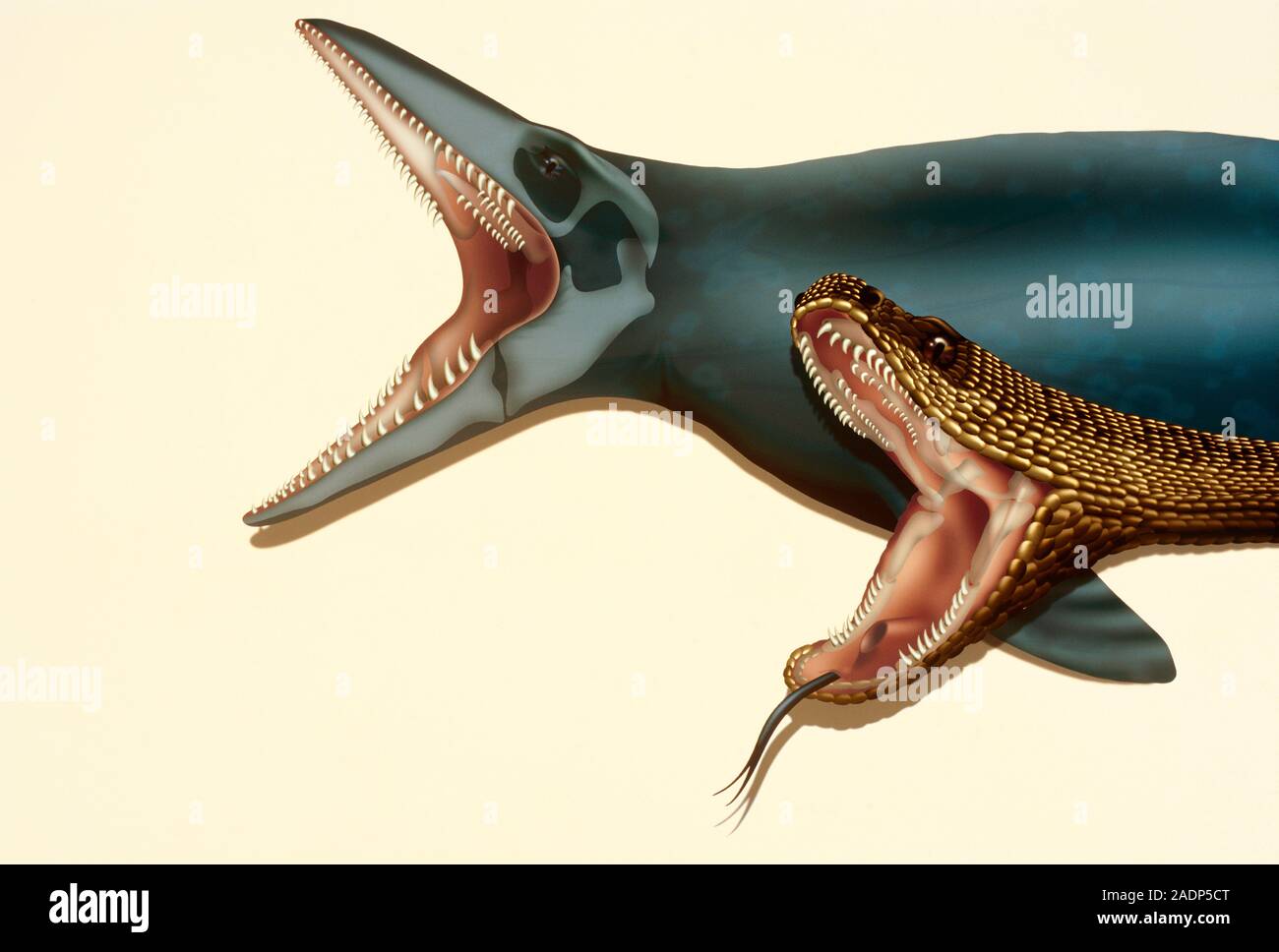 Snake jaw evolution. Computer illustration of a snake and its ancestor ...