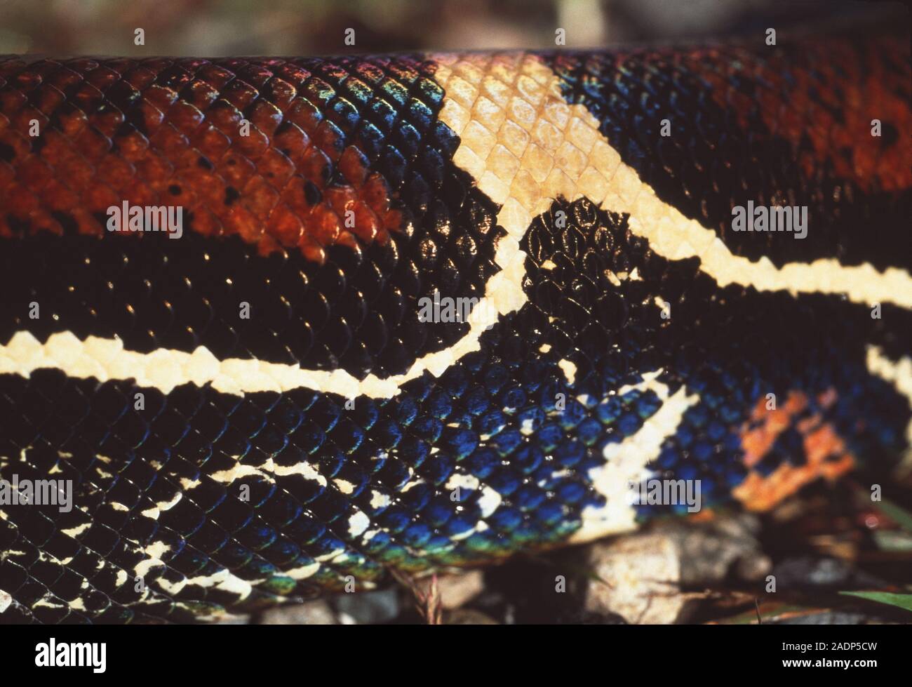 Boa constrictor. Close-up of the skin of a boa constrictor snake (Boa ...