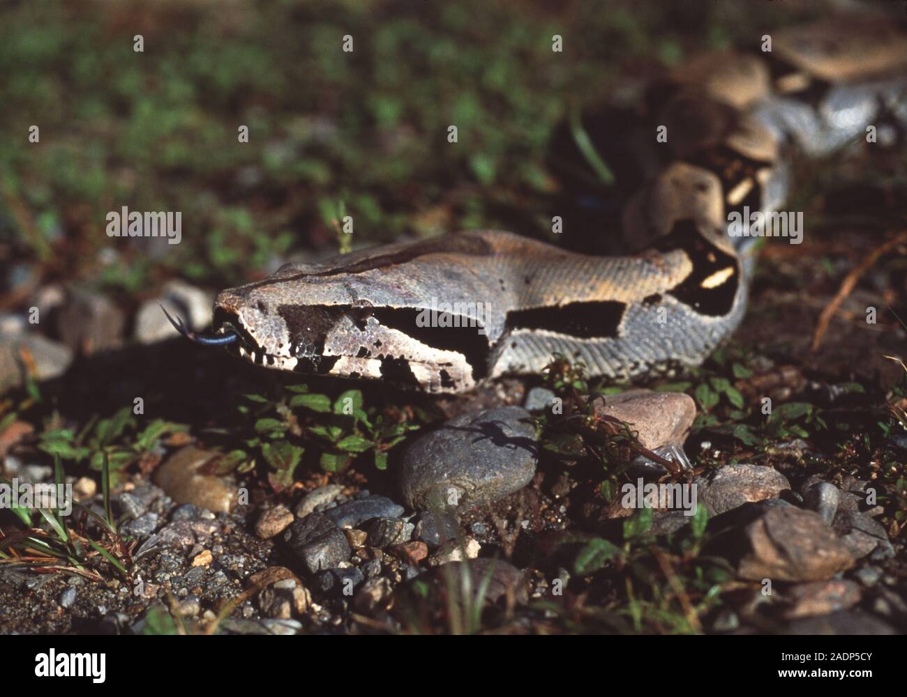 Boa constrictor snake (Boa constrictor). A boa constrictor seizes its ...