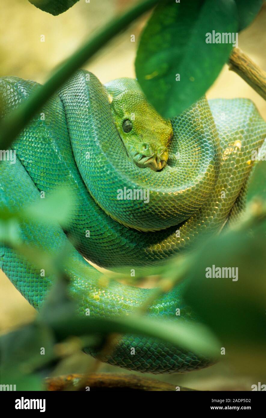 Green tree python (Morelia viridis) resting coiled on a branch. This ...