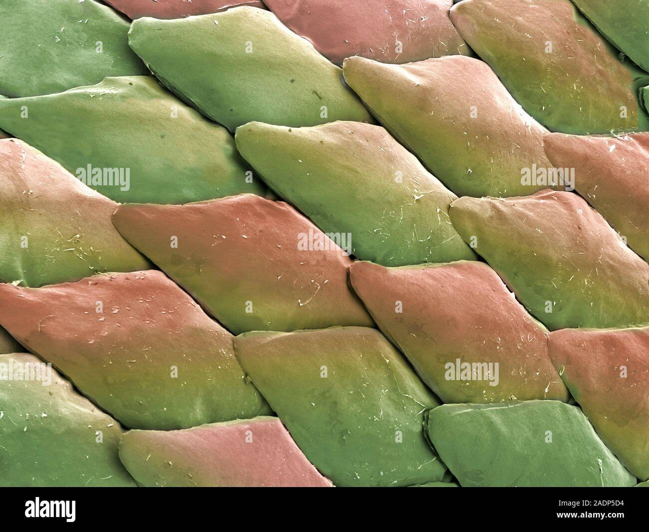 Python skin. Coloured scanning electron micrograph (SEM) of scales on ...