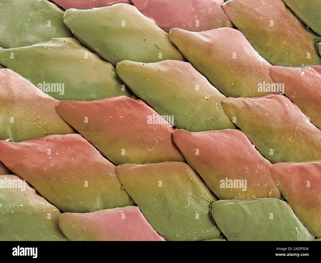 Python skin. Coloured scanning electron micrograph (SEM) of scales on ...