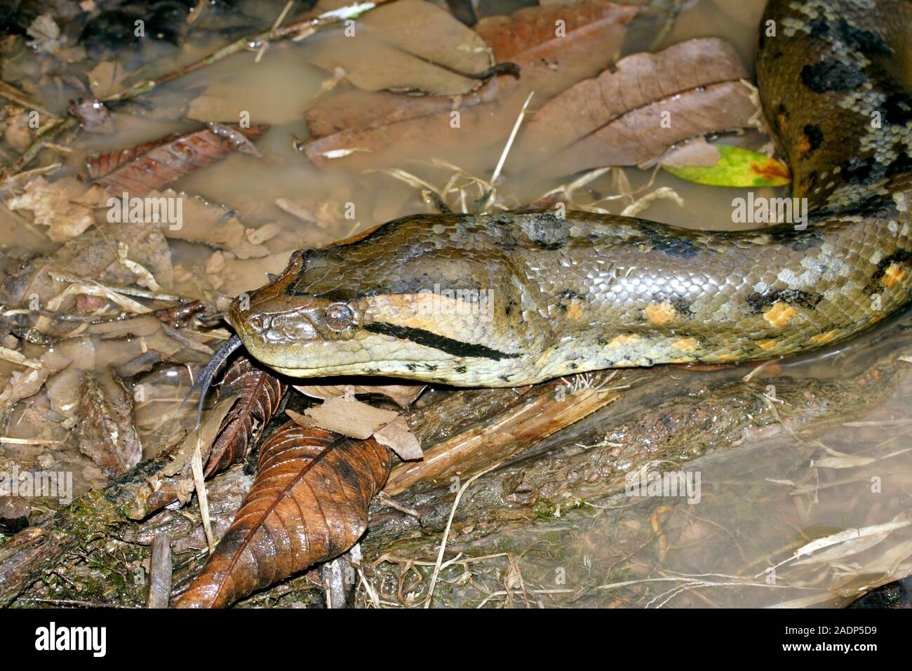Anaconda (Eunectes murinus). This snake is the heaviest and one of the ...