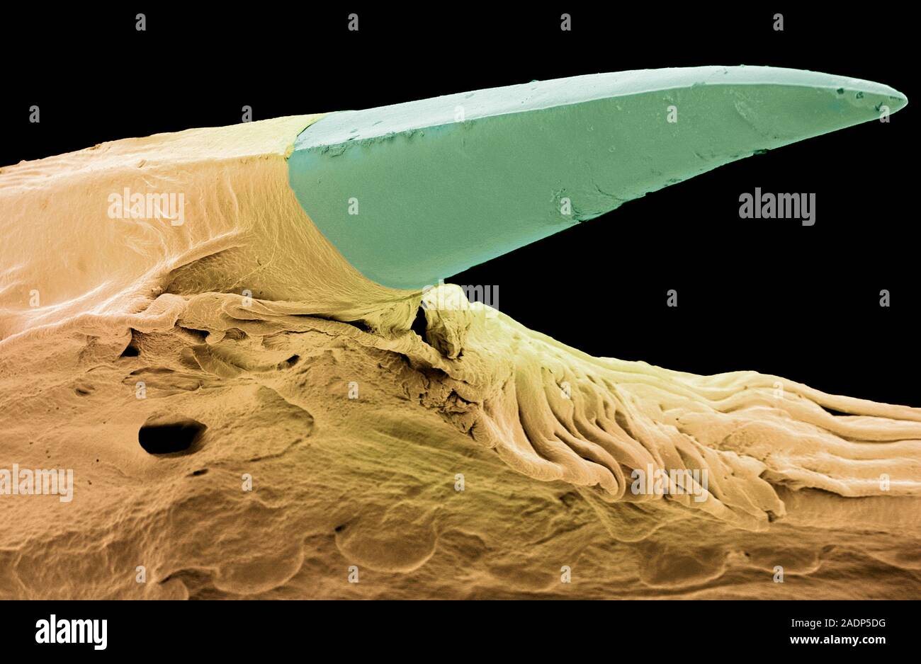 Python tooth. Coloured scanning electron micrograph (SEM) of a python's ...