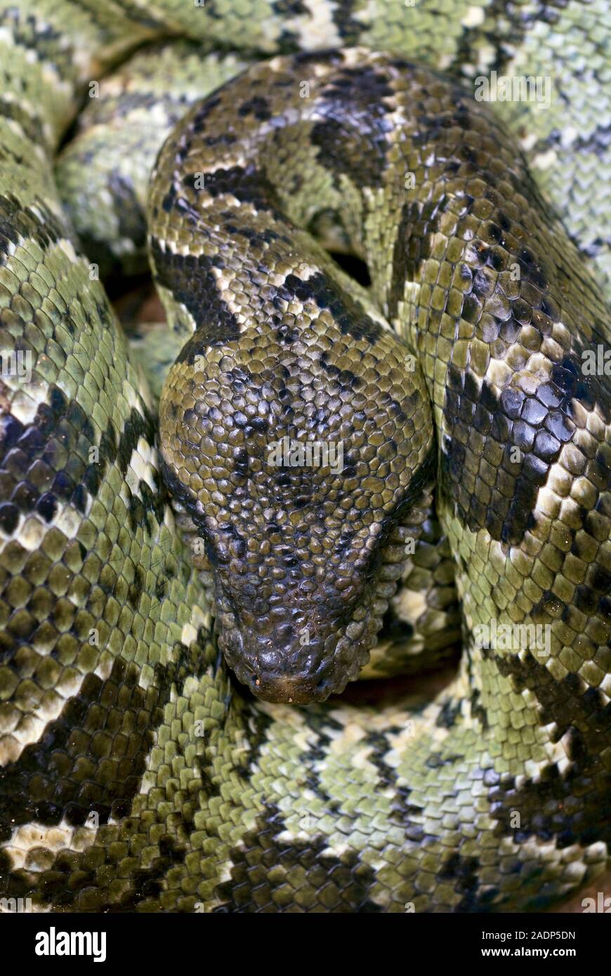 Madagascar tree boa (Boa manditra) coiled up. The Madagascar tree boa ...