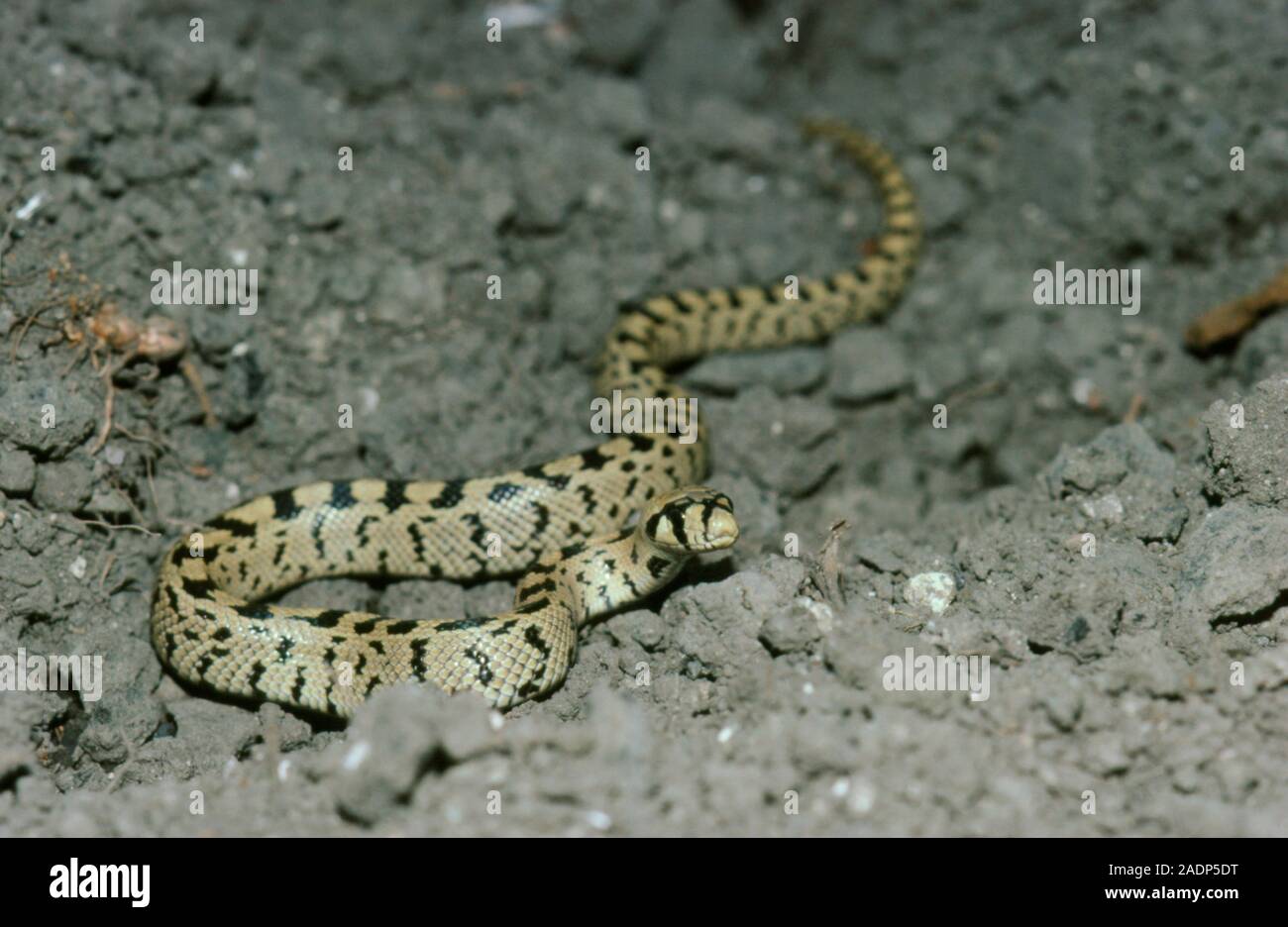 Juvenile ladder snake Rhinechis (Elaphe) scalaris, so called because ...