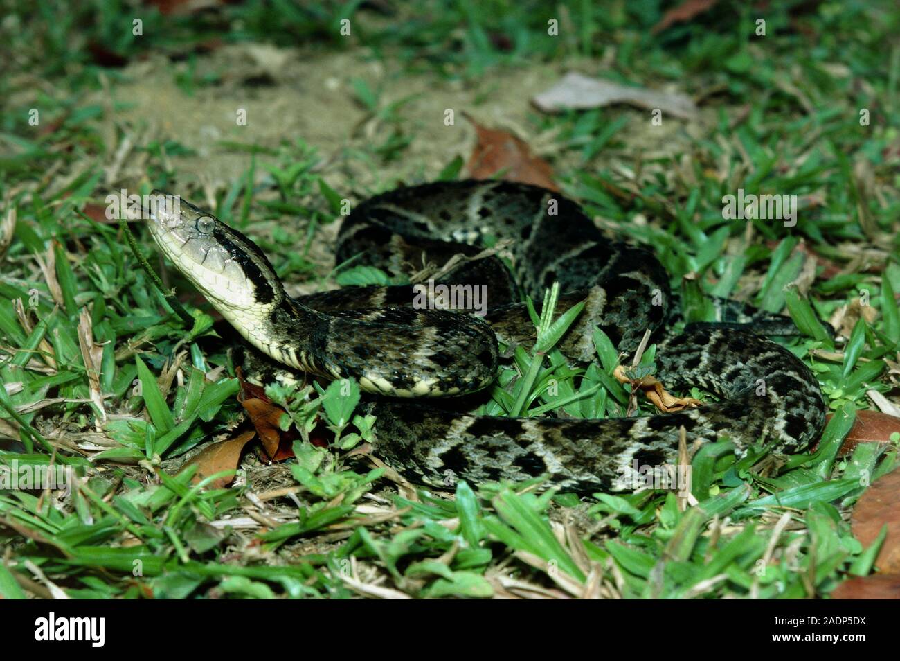 The fer de lance, Bothrops atrox, from the Caribbean island of Trinidad ...