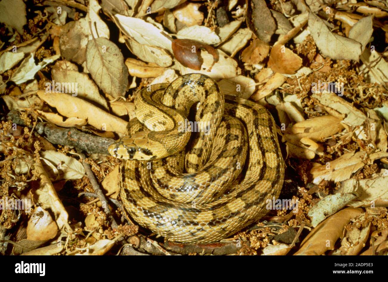 Ladder snake Rhinechis scalaris camouflaged among leaves. The ladder ...