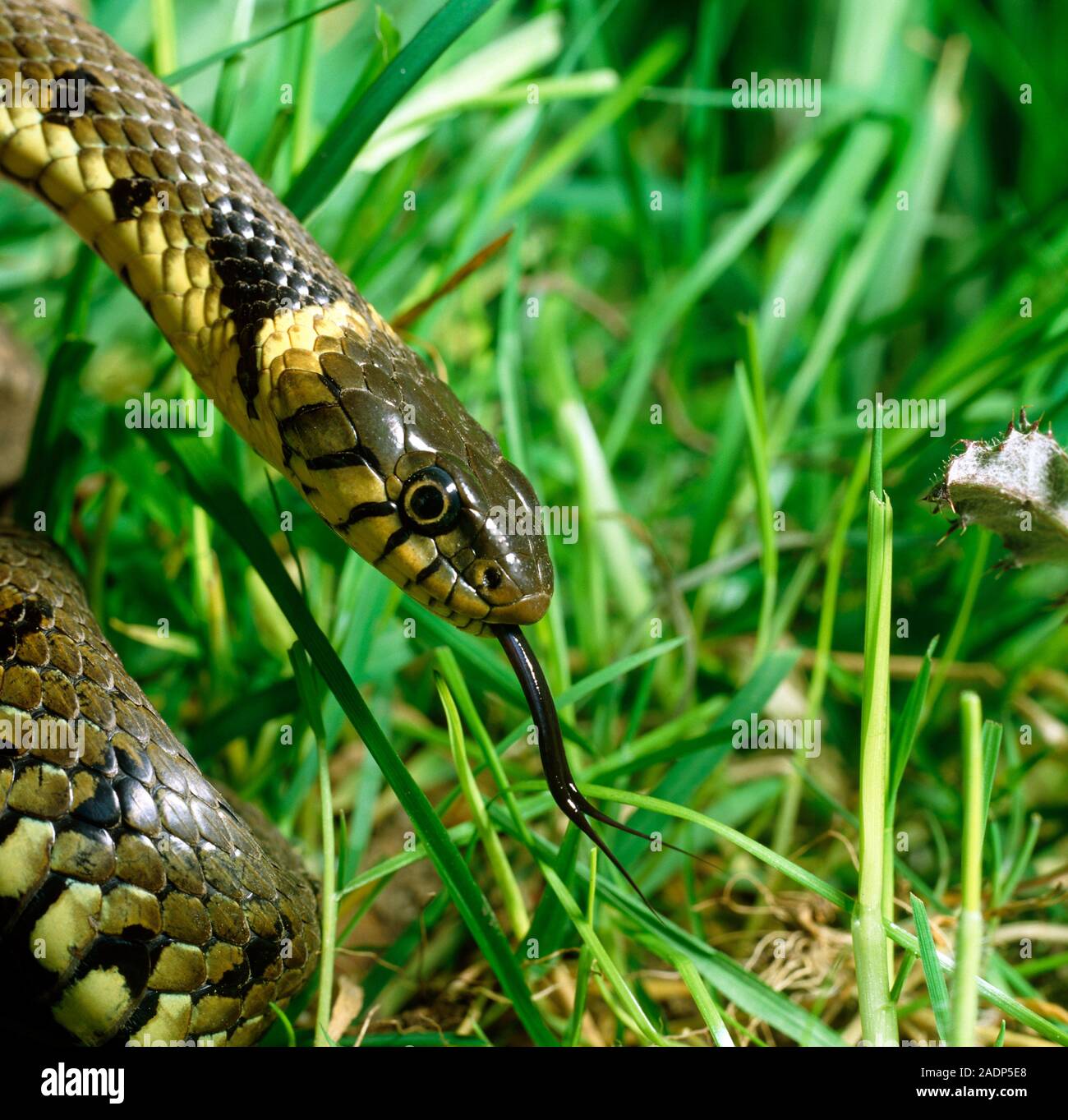 Grass snake. Head of a common grass snake Natrix natrix, a non venomous ...
