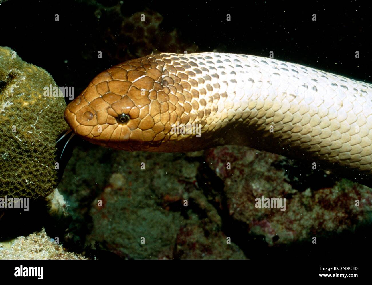 Olive sea snake. Close-up of the head of an olive sea snake, Aipysurus ...