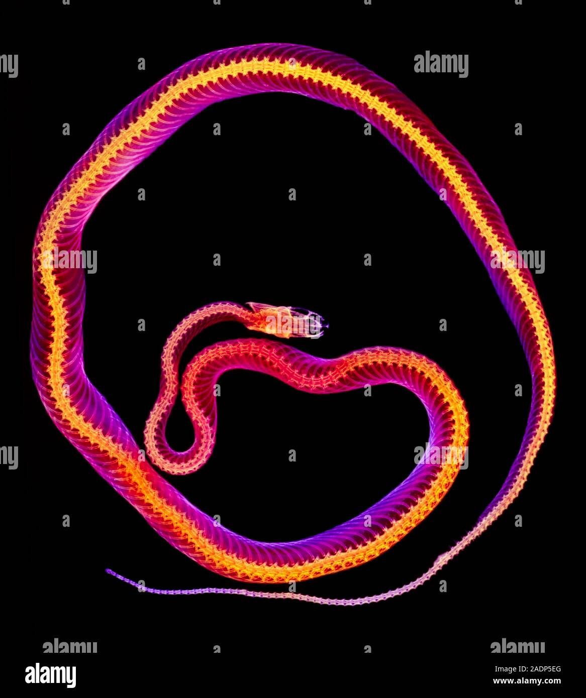 Corn snake. Coloured X-ray showing the skeleton of the corn snake ...