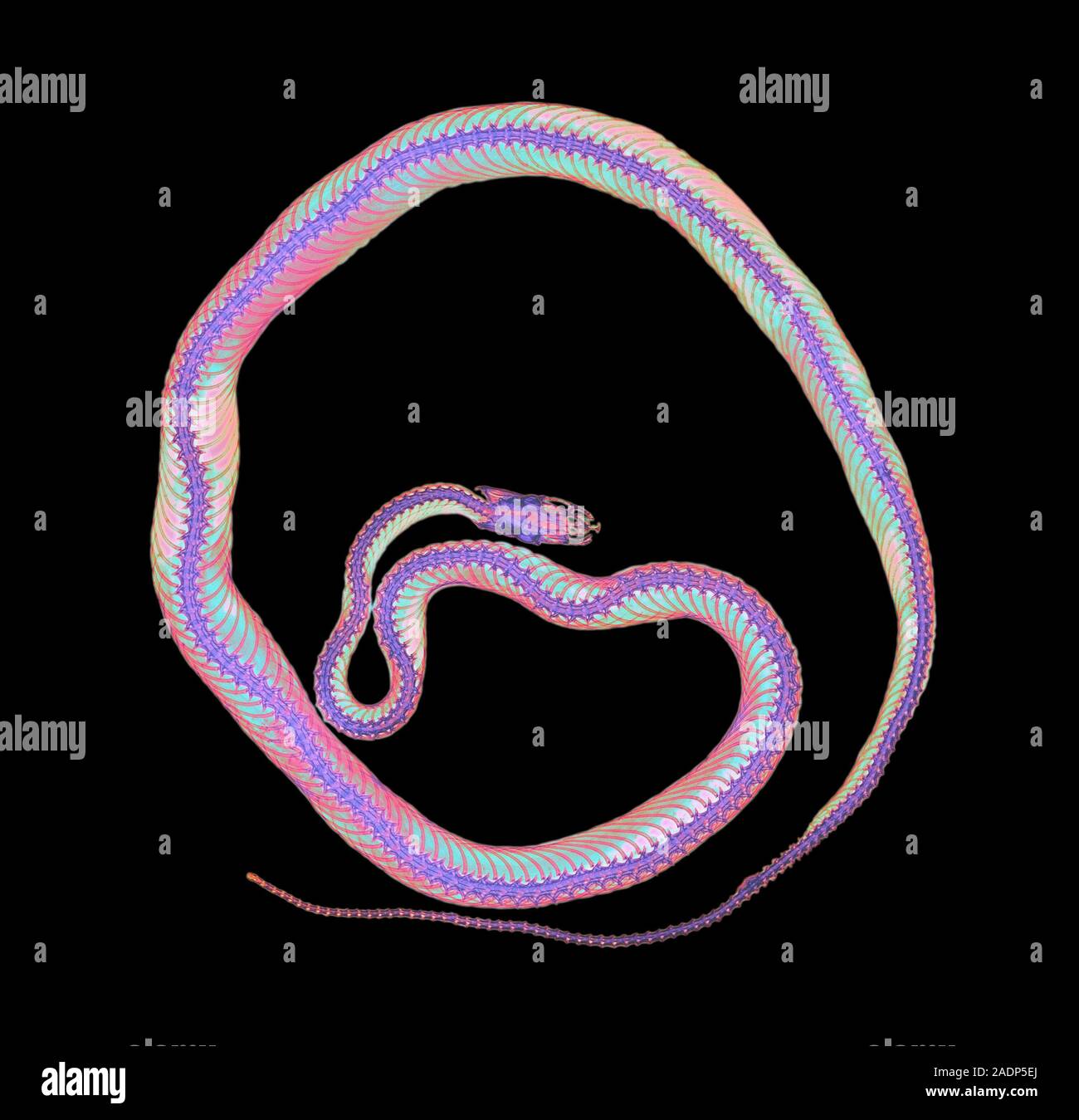 Corn snake. Coloured X-ray showing the skeleton of the corn snake ...