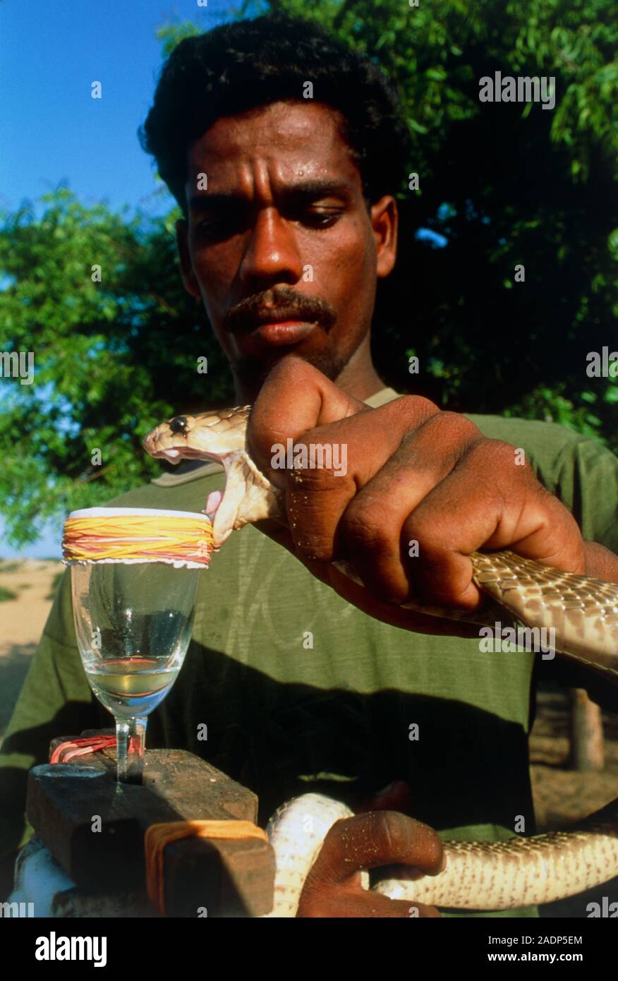 Snake venom research. Researcher milking" the venom from a Russell's ...