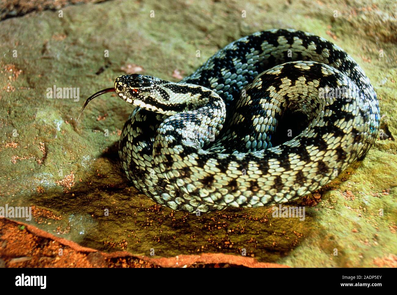 Adder. Adder or common viper, Vipera berus, coiled on a rock. This ...