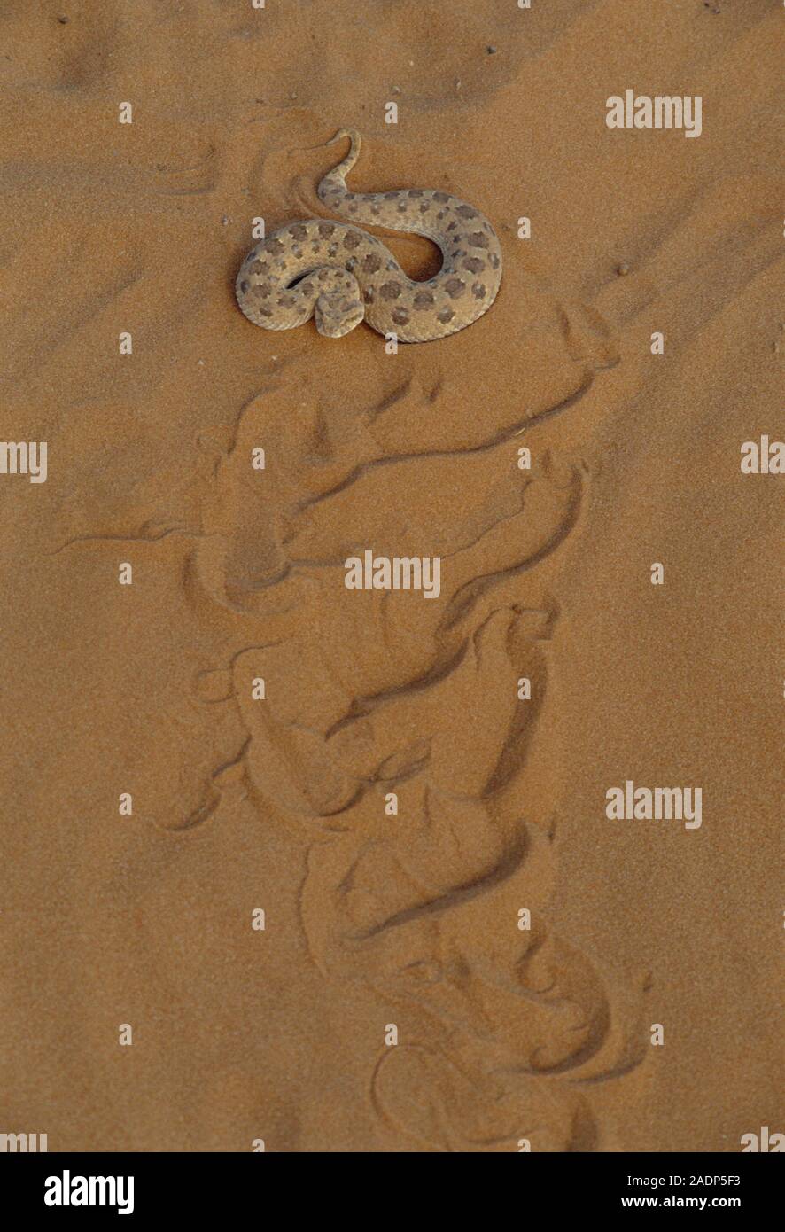 Horned adder (Bitis caudalis) making tracks in the sand. This snake can ...