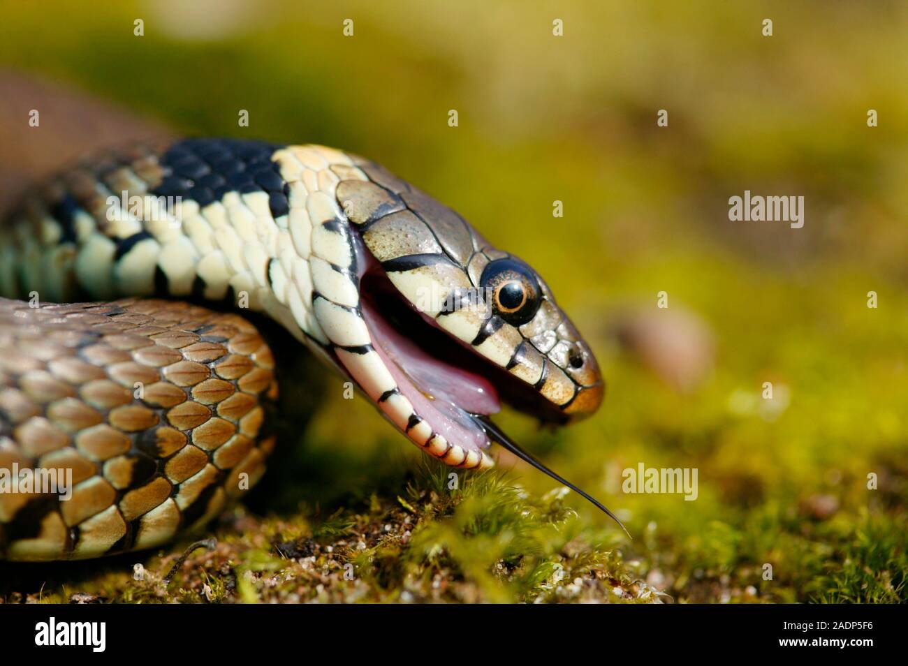 Grass snake (Natrix natrix) feigning death. This non-venomous snake ...