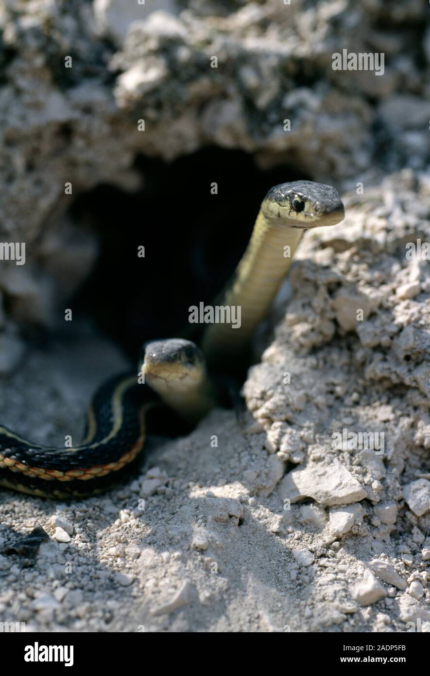 Red-sided garter snakes (Thamnophis sirtalis parietalis) in spring ...