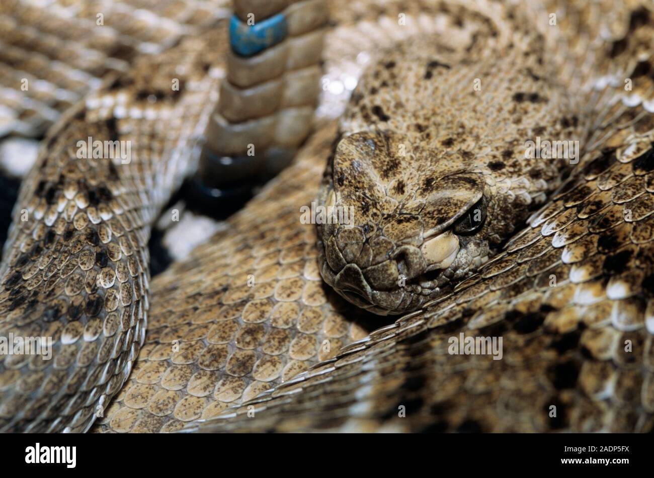 Western diamondback rattlesnake (Crotalus atrox). This is an aggressive ...