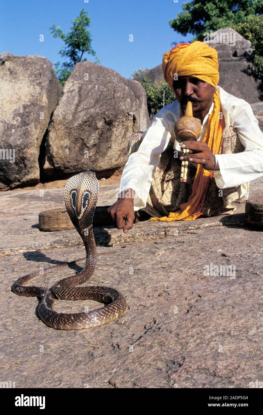 Snake charmer with one of his cobras. This is a spectacled cobra (Naja ...