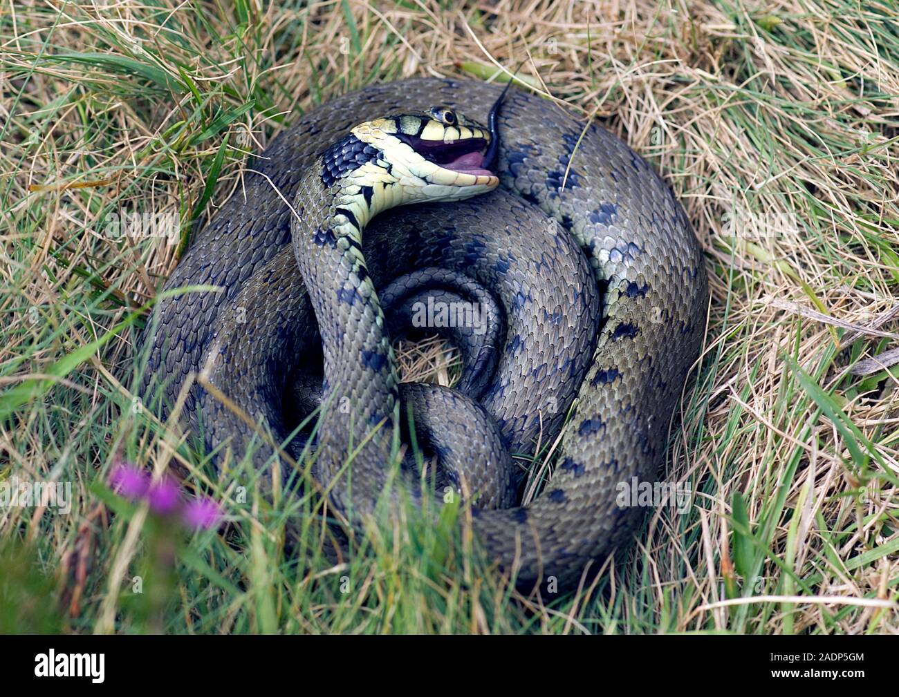 Grass snake (Natrix natrix) feigning death. The Grass snake is not ...