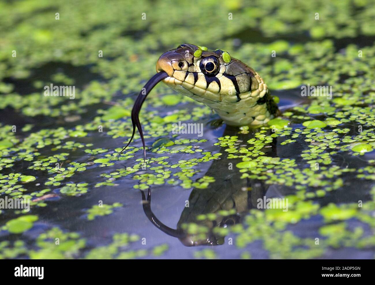 Grass snake (Natrix natrix) swimming amongst duckweed and flicking out ...