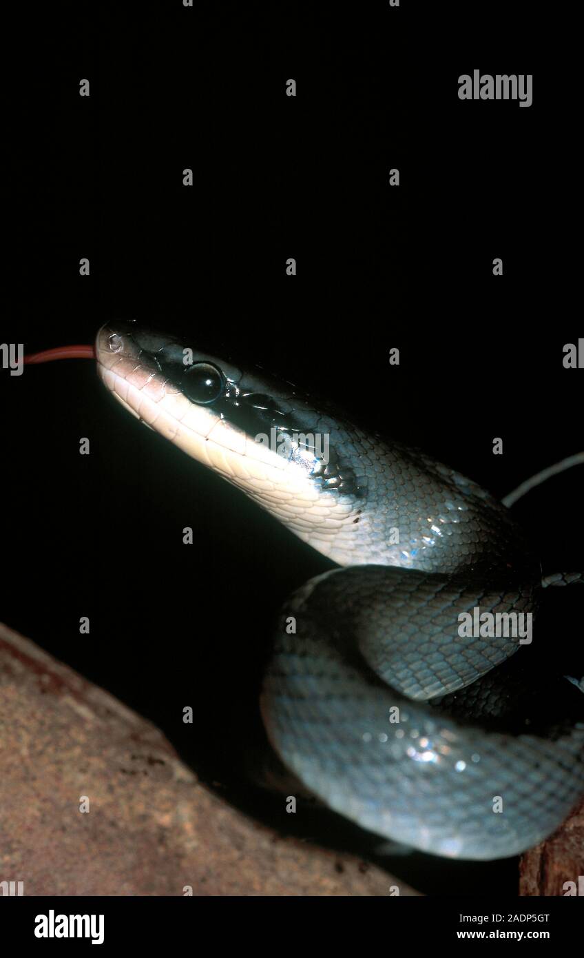 Cave racer snake (Elaphe taeniura). This snake is adapted to live ...