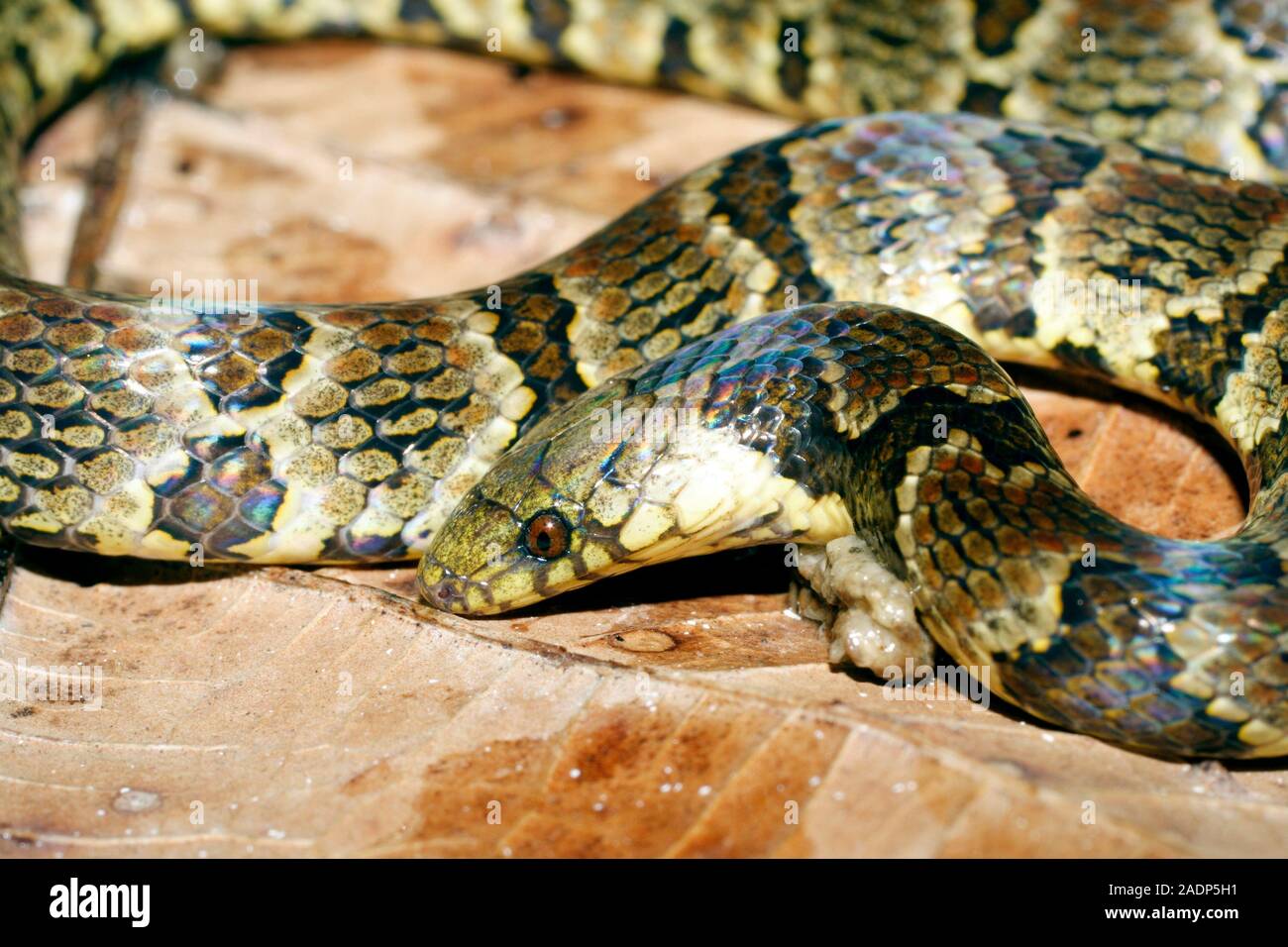 Giant earth snake (Atractus major). Photographed in Yasuni National ...