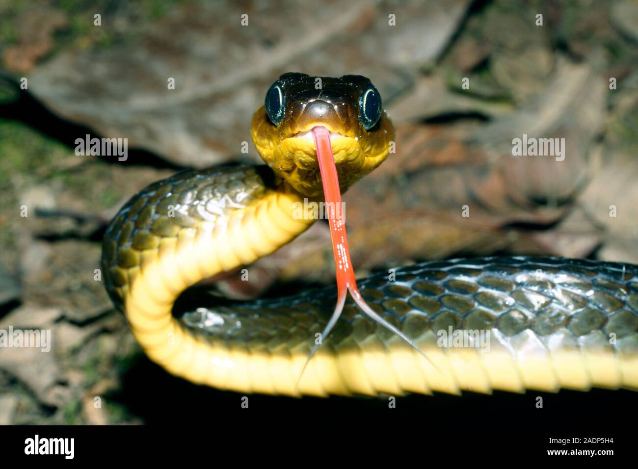 Machete savane snake (Chironius carinatus). This non-venomous snake ...