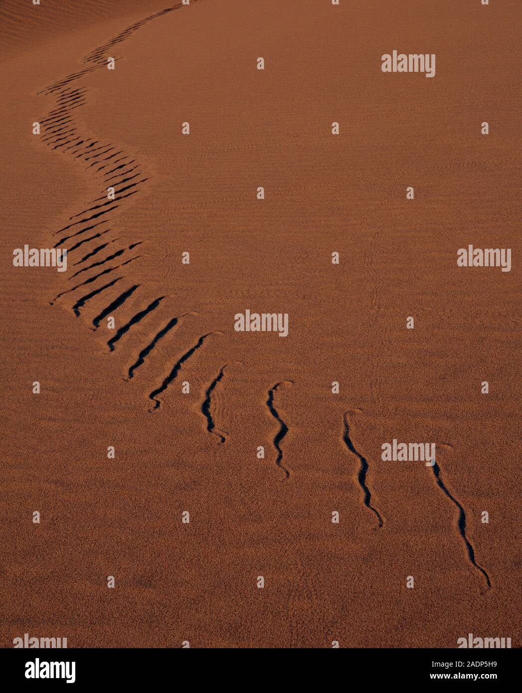 Snake track in sand. Photographed in Utah, USA Stock Photo - Alamy