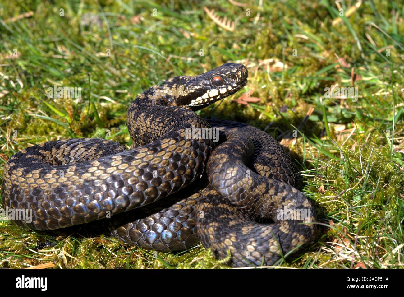 Common adder (Vipera berus berus Stock Photo - Alamy