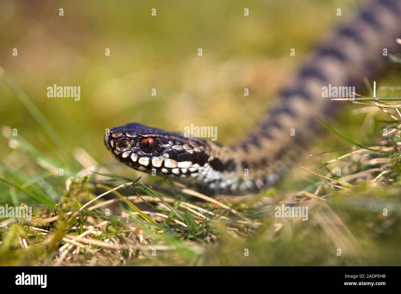 Common adder (Vipera berus berus Stock Photo - Alamy