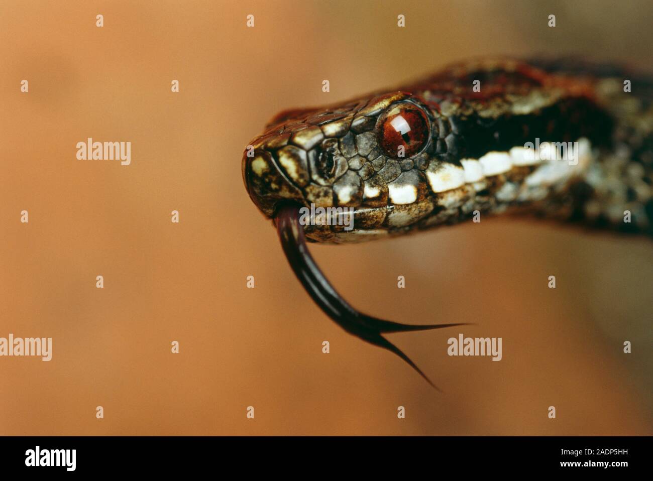 Common adder (Vipera berus) projecting its tongue. Snakes use their ...