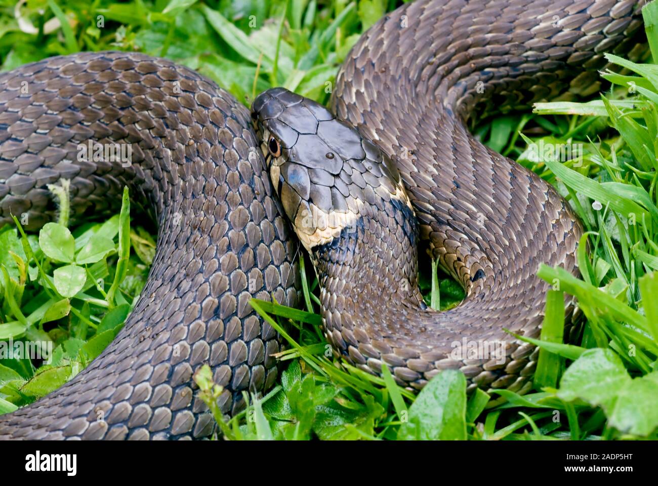 Grass snake (Natrix natrix) in grass Stock Photo - Alamy