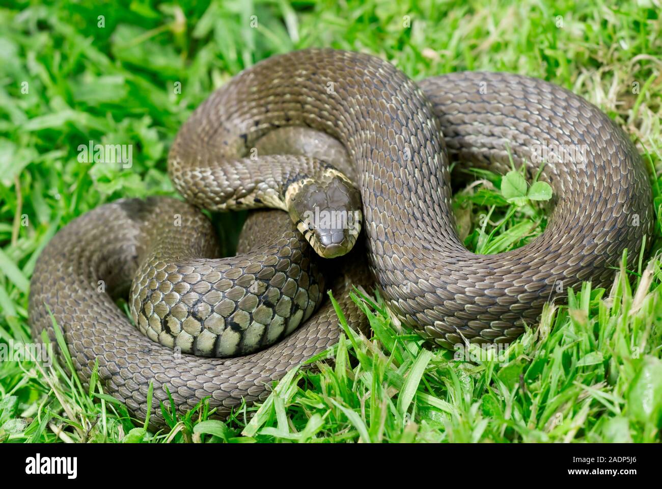 Grass snake (Natrix natrix) in grass Stock Photo - Alamy