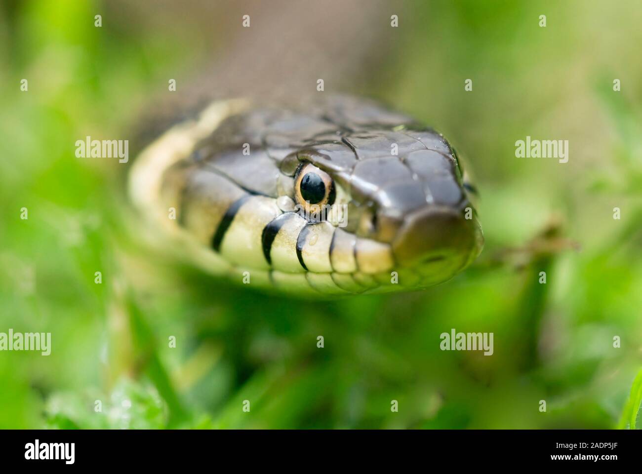 Grass snake (Natrix natrix Stock Photo - Alamy