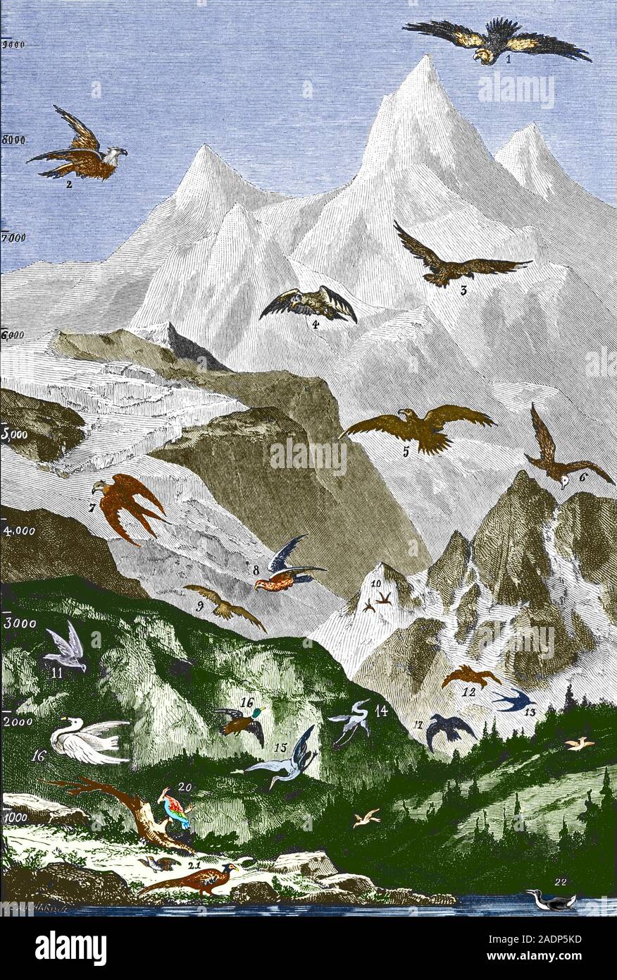 Flight height of birds. Coloured historical artwork showing the maximum ...