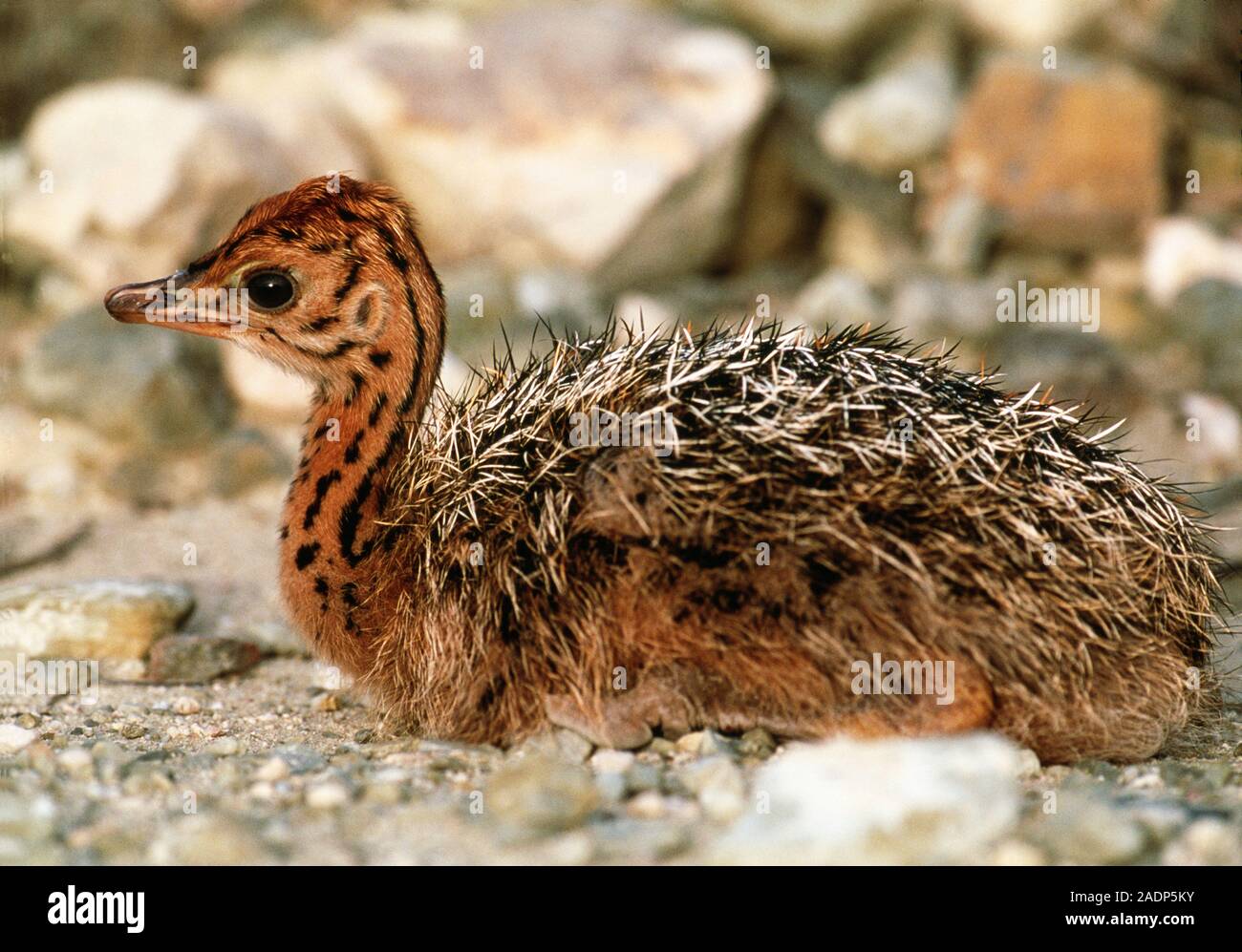 Young ostrich. The ostrich (Struthio camelus) lays around 20 eggs which ...