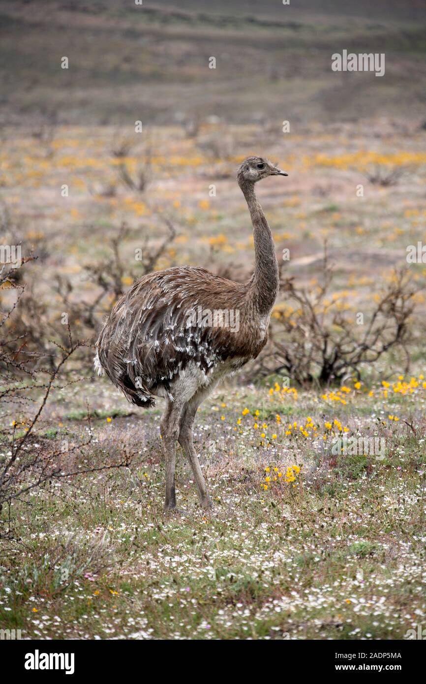 Rhea (Rhea sp.). This flightless bird is found on the grassland plains ...