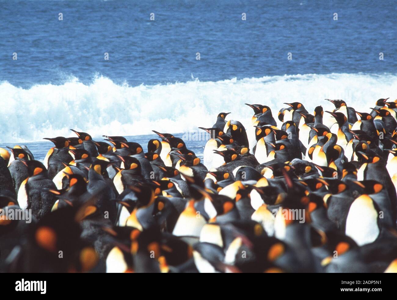 King penguins (Aptenodytes patagonicus) waiting to enter the Atlantic ...