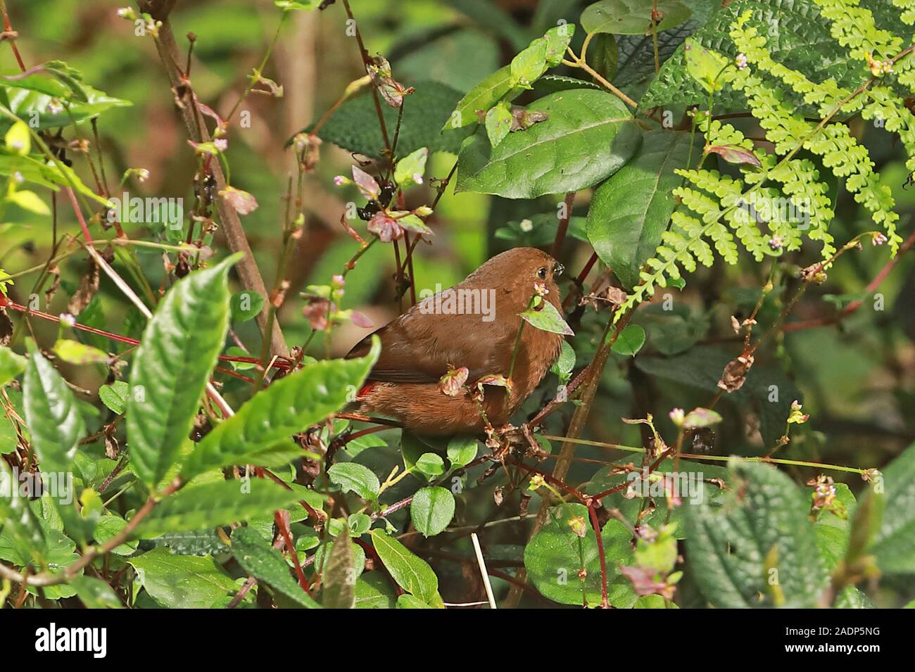 Mountain Firetail (Oreostruthus fuliginosus hagenensis) immature ...